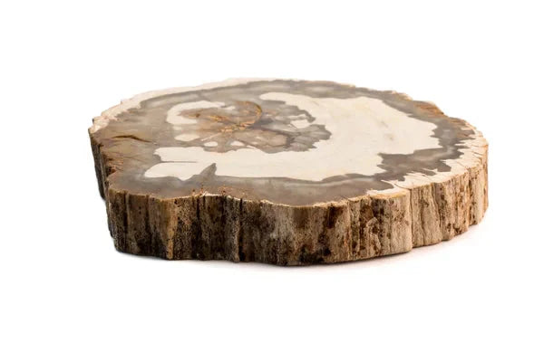 Petrified Wood: Grounding Energy from Ancient Wisdom | Healing Propert ...